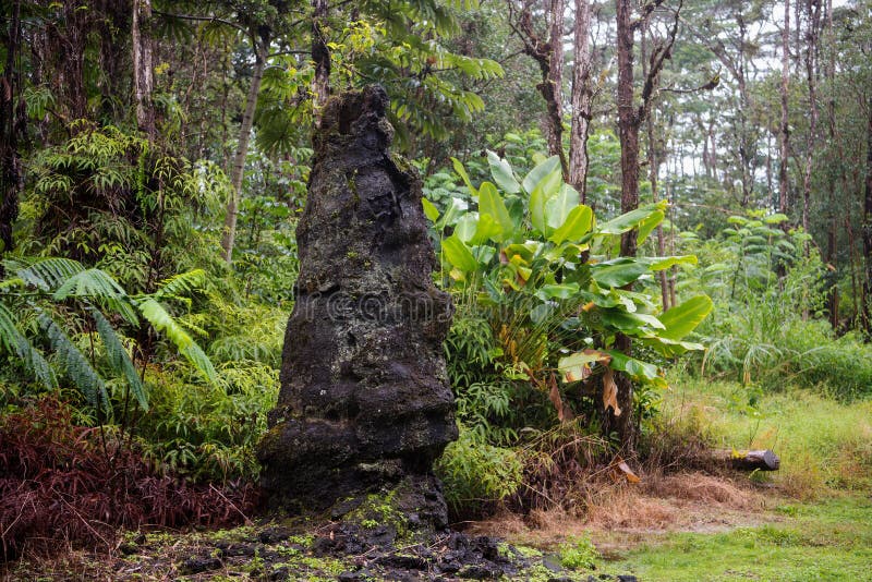 Lava Tree stock photo. Image of puna, mold, forest, stump - 83763106