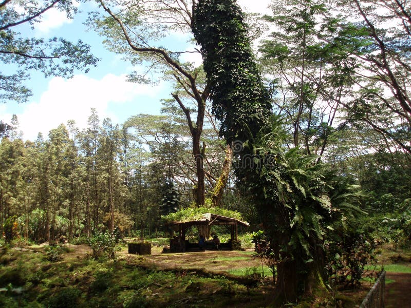 Lava Tree State Monument Park Stock Image - Image of outdoors ...
