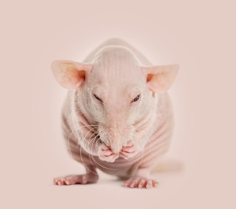 Lavados Sin Pelo De La Rata, Aislados Foto de archivo - Imagen de ...