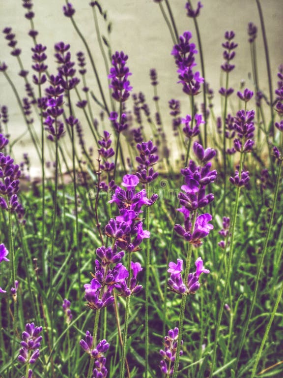 Lavand purple stock image. Image of cvece, lavand, lavanda - 201002487