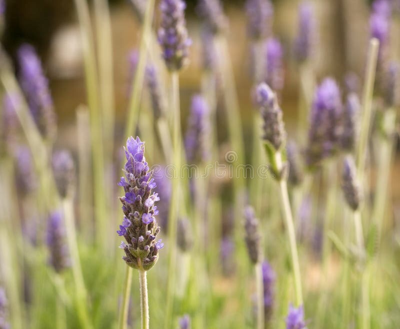Lavanda foto de archivo. Imagen de fragante, verano, lavanda - 13485638