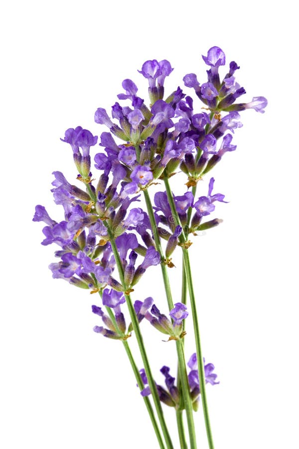 Lavanda imagen de archivo. Imagen de verano, fragancia - 29030185