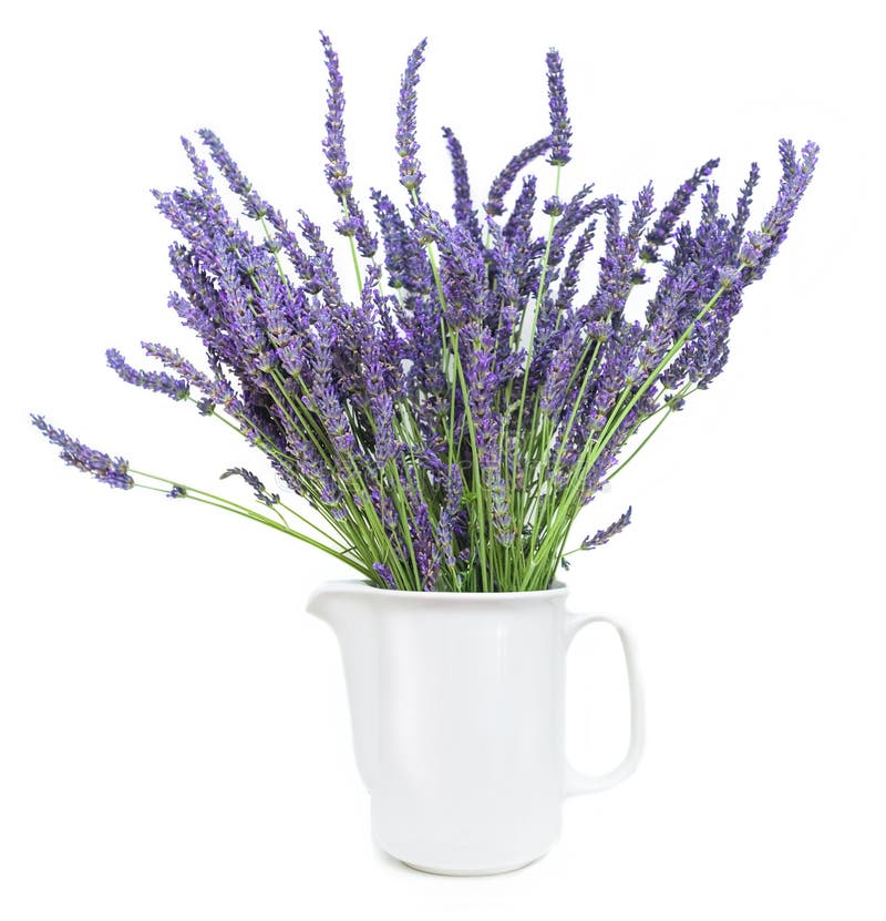 Lavanda imagen de archivo. Imagen de flores, aroma, olor - 30213821