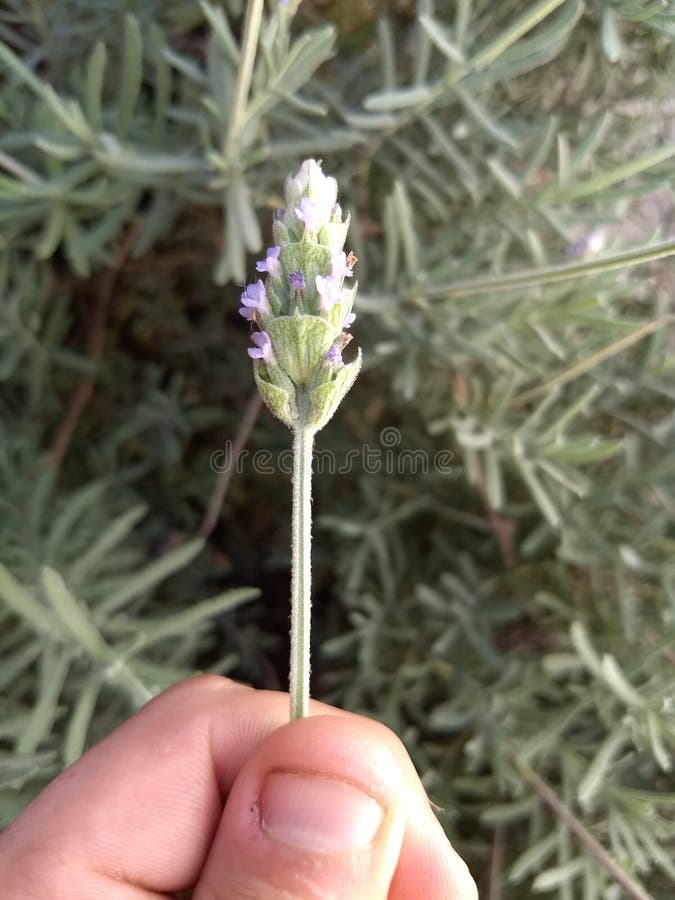 Botanic Lavanda Flower in a Hand Stock Photo - Image of flower, close ...