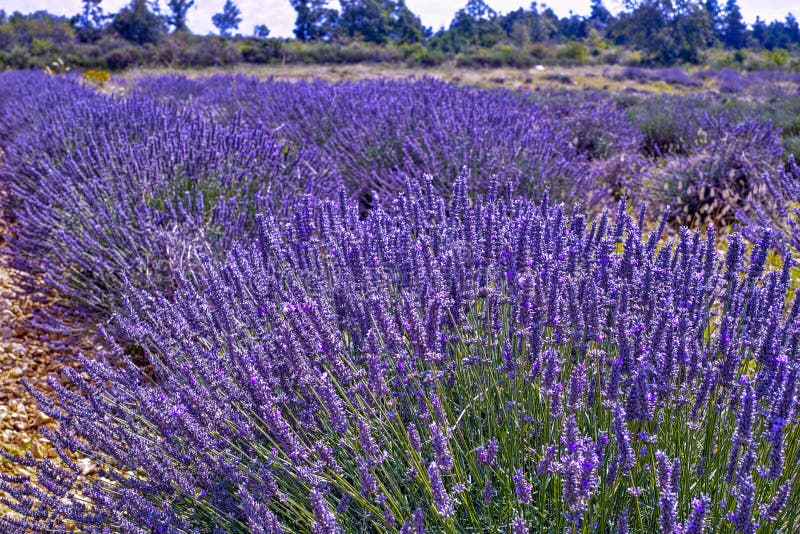 Lavanda De Provence, Campos Del Verano Con Las Plantas P?rpuras ... Lavanda De Provence, Campos Del Verano Con Las Plantas P?rpuras ...