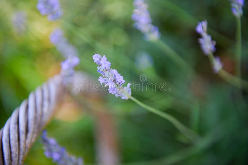 Lavanda del jardín foto de archivo. Imagen de fondo, lavanda - 15083414