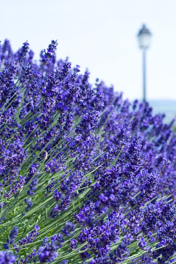 Lavanda en fondo azul foto de archivo. Imagen de linterna - 15061514