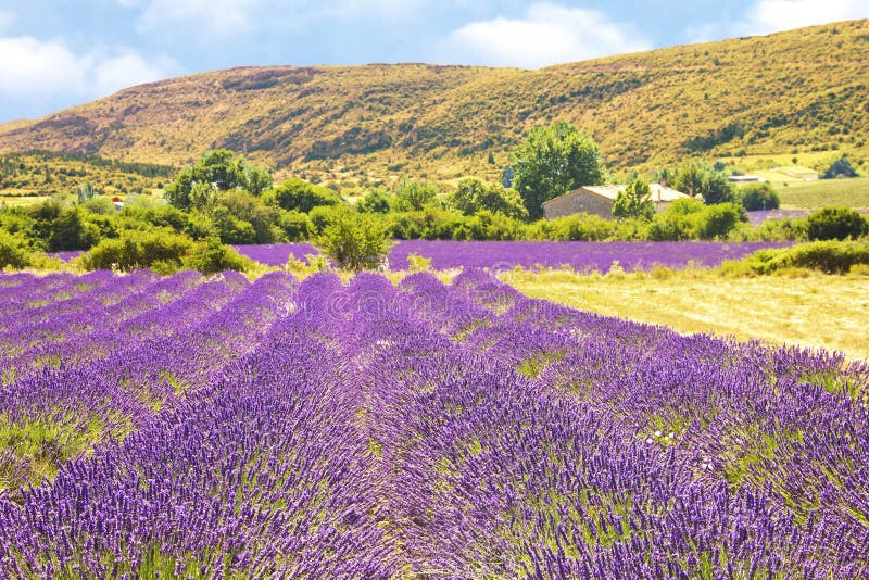 Lavanda en Provence imagen de archivo. Imagen de planta - 25936277