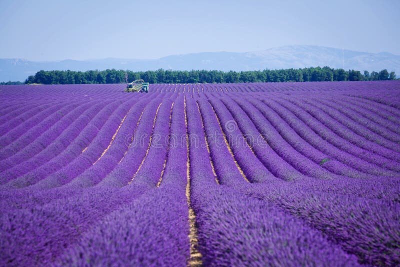 Lavanda fields. Provence stock photo. Image of flower - 68100116