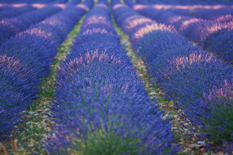 Lavanda fields. Provence stock photo. Image of agriculture - 68100166