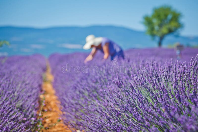 Lavanda fields. Provence stock image. Image of fragrant - 68256711