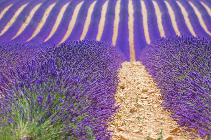 Lavanda fields. Provence stock image. Image of europe - 68314187