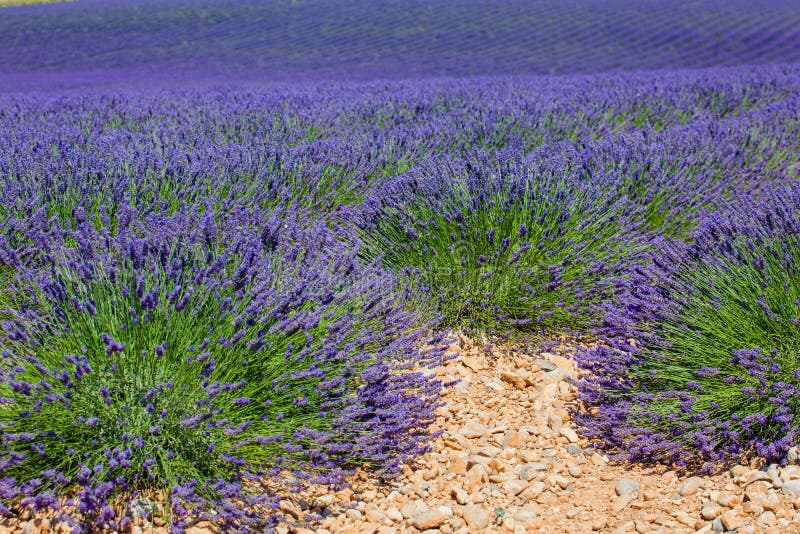 Lavanda fields. Provence stock image. Image of blossom - 70995719