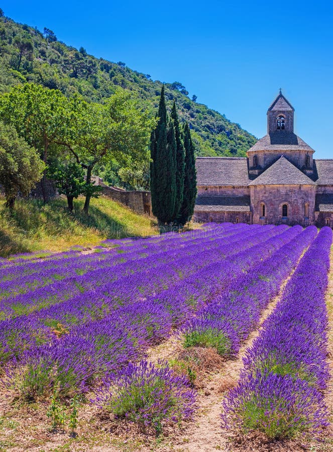Lavanda fields. Provence stock image. Image of lavande - 77553899