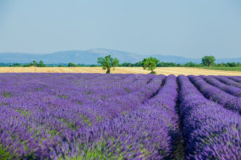 Provence - Lavender Fields and Vines in the Background Stock Photo ...
