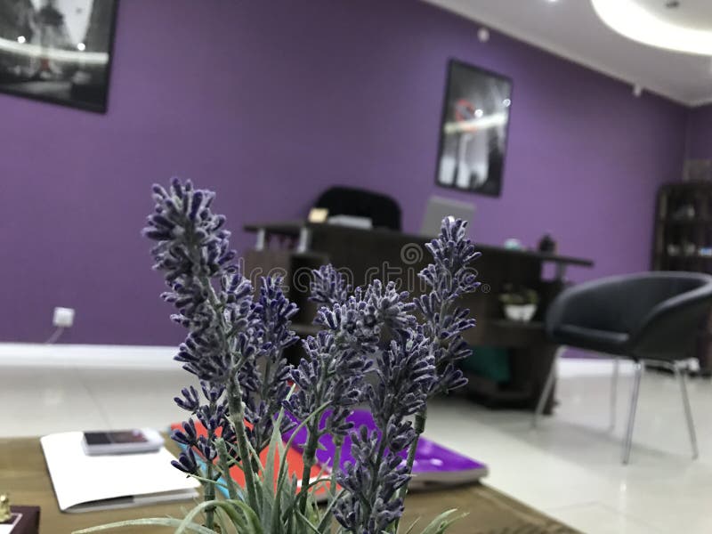 Lavanda stock photo. Image of flower, lavanda, design - 89526516