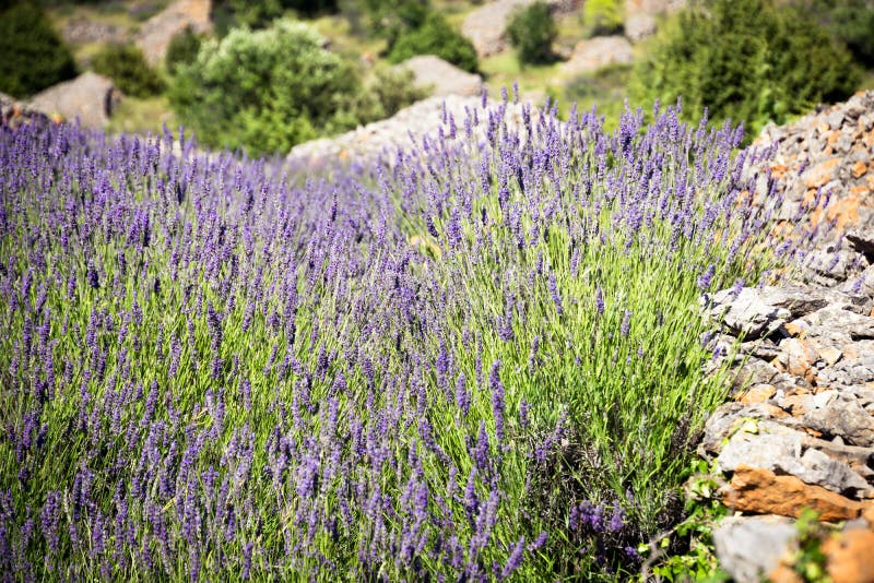 Lavanda Que Crece En La Isla De Hvar Imagen de archivo - Imagen de ...