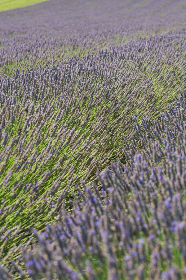 Lavanda Una Planta Medicinal De Color Azul Foto de archivo - Imagen de ...