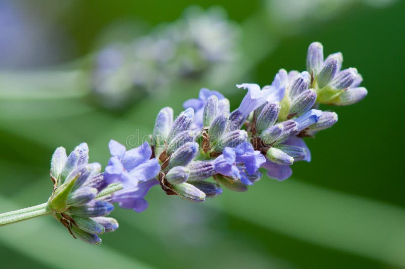 Lavanda Verdadera (angustifolia Del Lavandula) Foto de archivo - Imagen ...