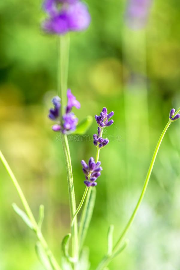 Pousse de lavande photo stock. Image du branchement, chemin - 26959552