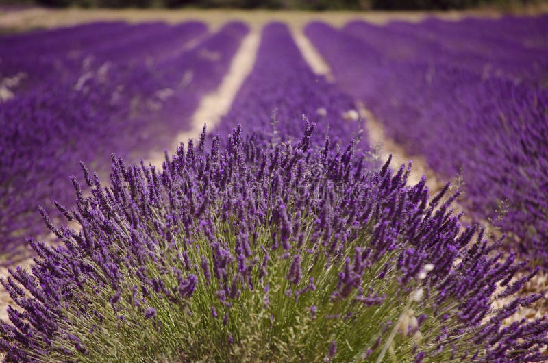 Lavande Stock Images - Download 5,500 Royalty Free Photos