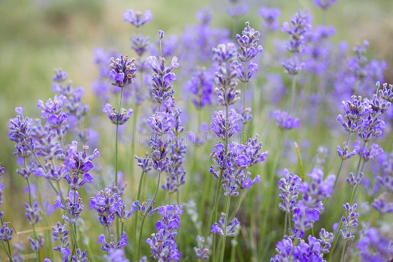 Lavander stock image. Image of marco, green, medicine - 31640231
