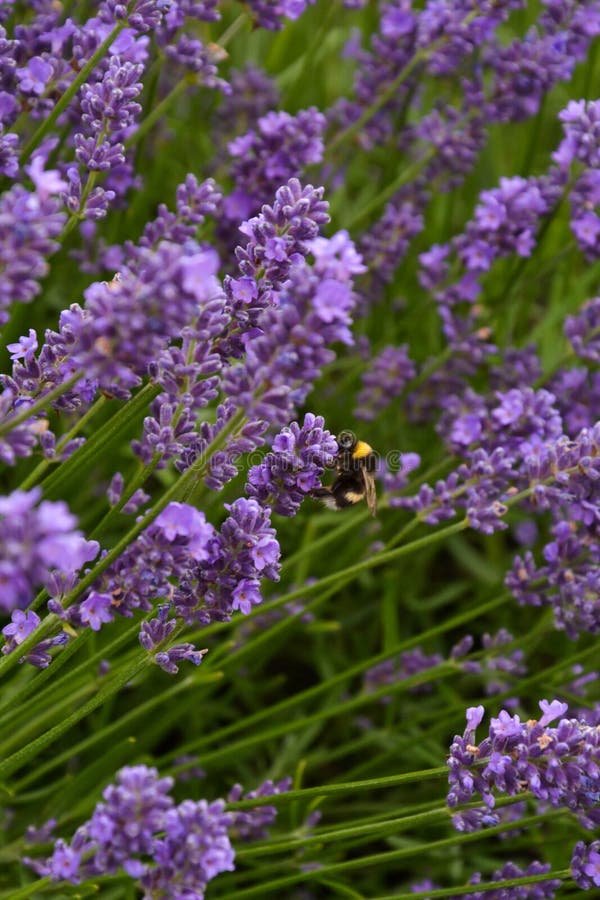Lavander stock photo. Image of bush, cloud, agriculture - 56854184