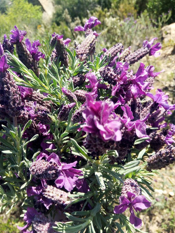 Lavander flower stock image. Image of flowers, provance - 120123113