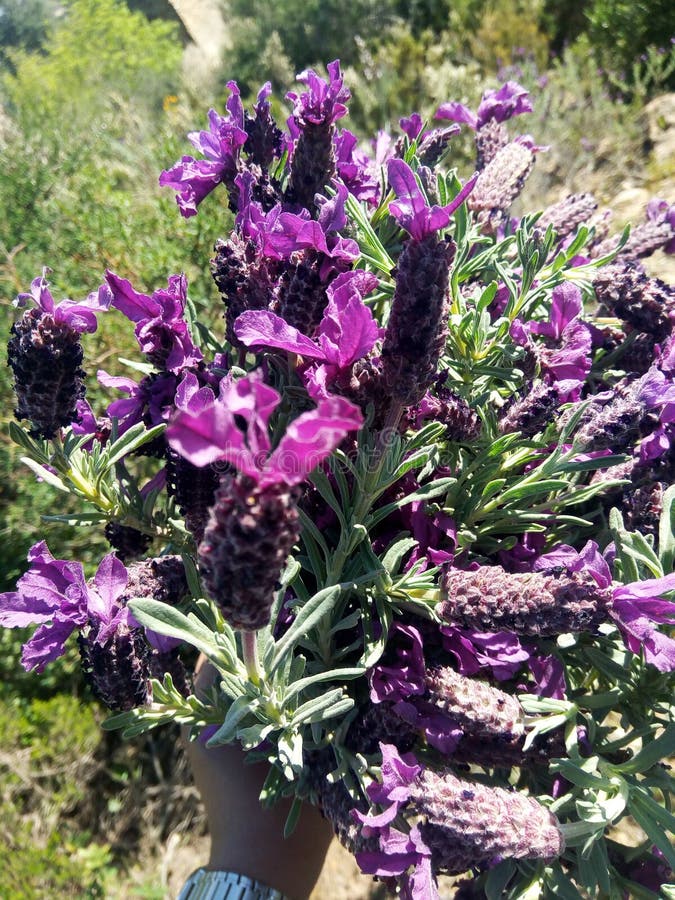 Lavander flower stock image. Image of flowers, provance - 120123113