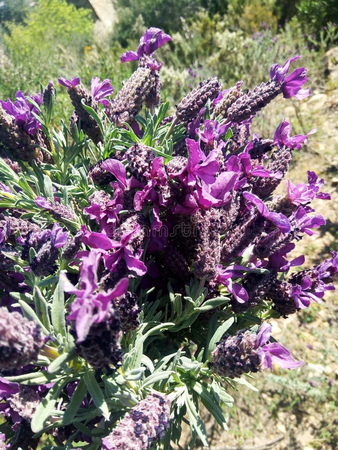 Lavander flower stock image. Image of flowers, provance - 120123113