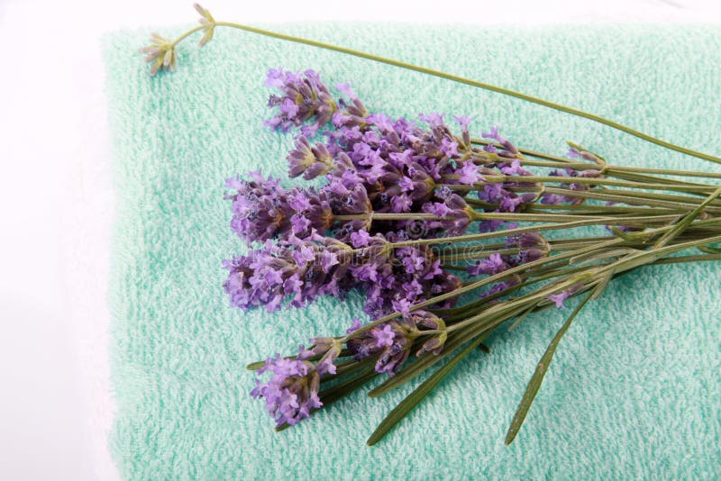 Fresh lavender stock photo. Image of nature, closeup - 33786536