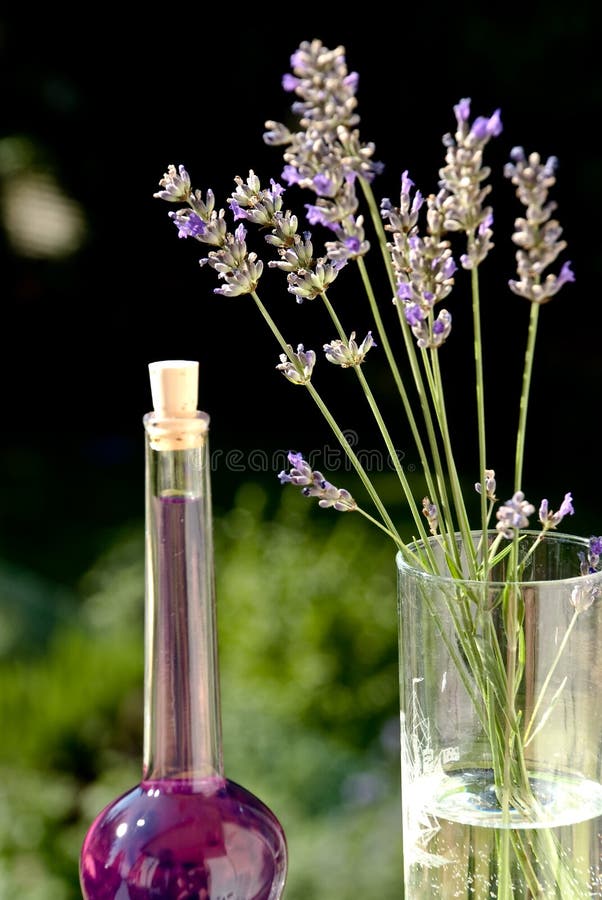 Lavander Branch in the Glass Stock Image - Image of mediterranean ...