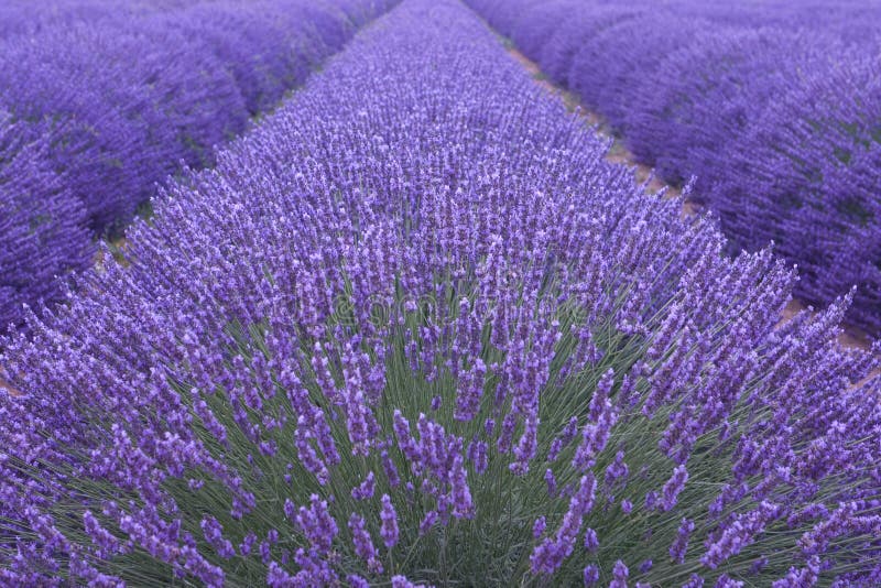 Lavander field stock image. Image of flower, lavender - 7037681