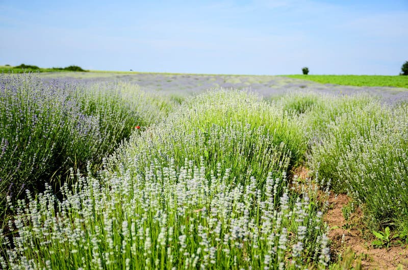 Lavander field stock photo. Image of land, rural, horizon - 94251372