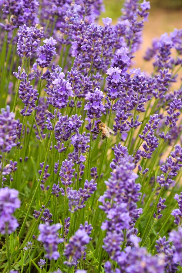 Lavander stock image. Image of lying, lavender, lavande - 56853459