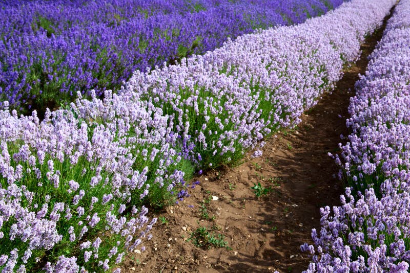 Lavander field stock image. Image of flower, lavender - 7037681