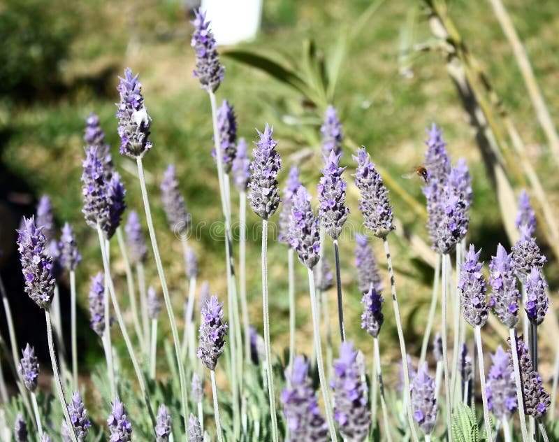 Lavander flower stock photo. Image of provance, background - 120738706