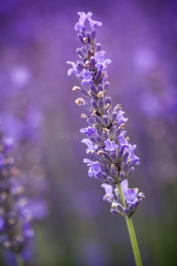 Lavander flower stock image. Image of flowers, provance - 120123113