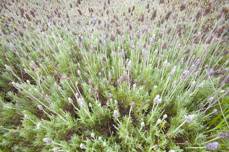 Lavander flower stock image. Image of flowers, provance - 120123113
