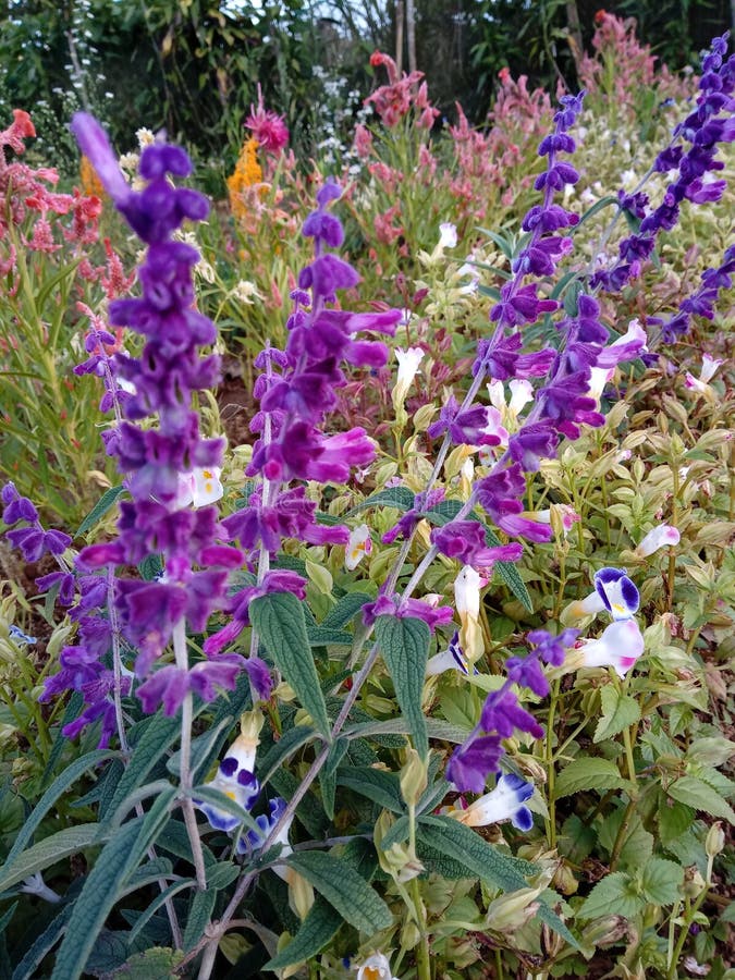 Lavander flower stock image. Image of flowers, provance - 120123113