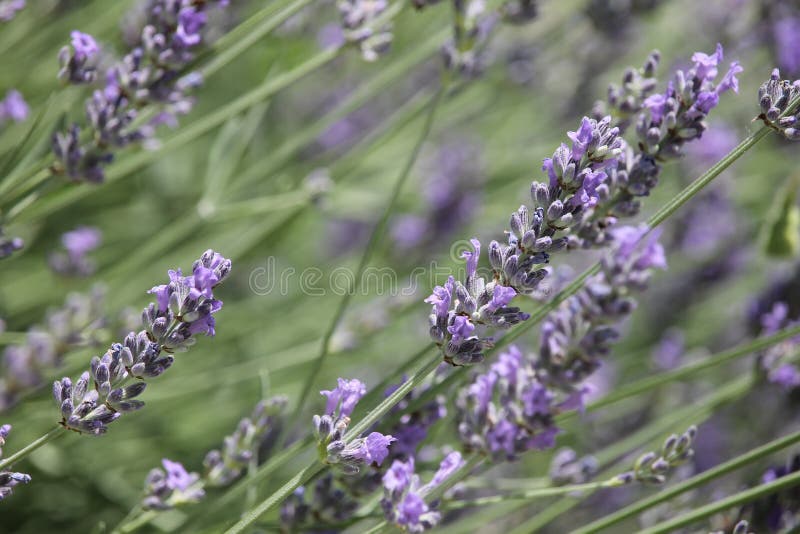 Lavander flower stock photo. Image of background, france - 120738706