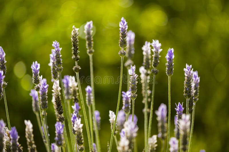Lavander flowers stock photo. Image of plant, flora, colorful - 31182300