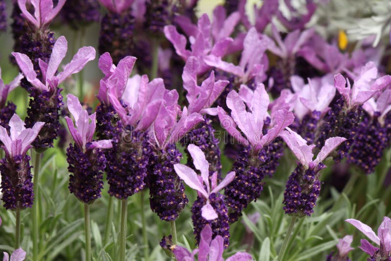 Lavander stock image. Image of flower, close, lavander - 40151067