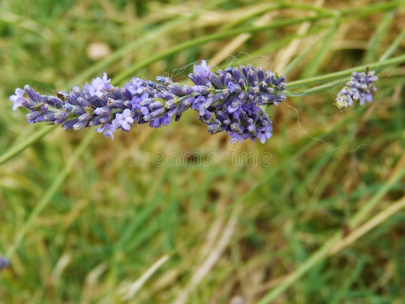 Lavander stock photo. Image of garden, nature, flower - 95073426