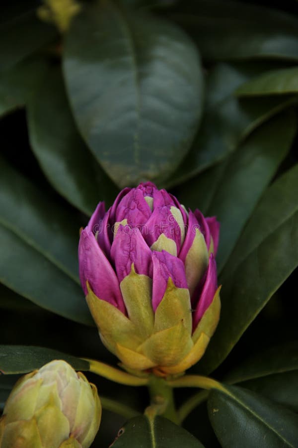 Lavander Rhododendron stock image. Image of botany, outdoor - 91841663