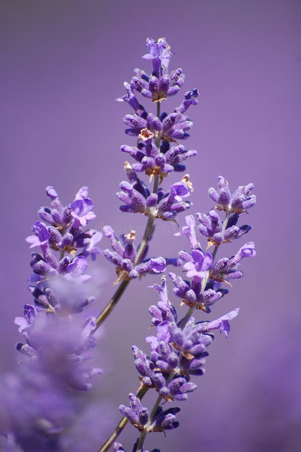 Lavander Stems stock photo. Image of flora, lavander - 17051604