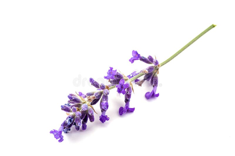 Lavander spa stock photo. Image of floral, equipment - 19980450