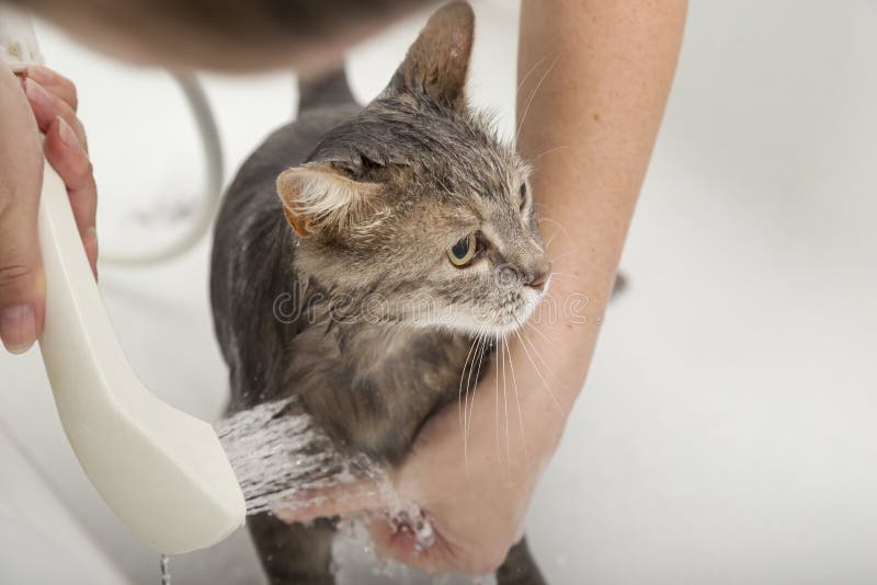 Lavando o gato foto de stock. Imagem de pata, banho - 100334198