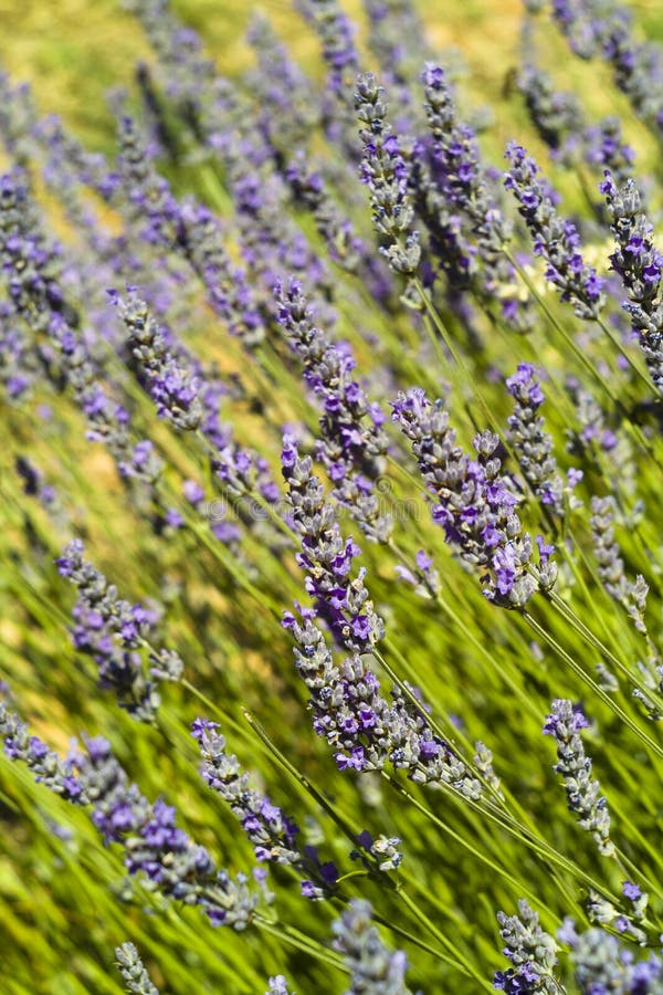 Lawenda (Lavandula) obraz stock. Obraz złożonej z ziele - 25338697