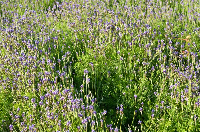 Lavandula Multifida, the Fernleaf Lavender or Egyptian Lavender Stock ...